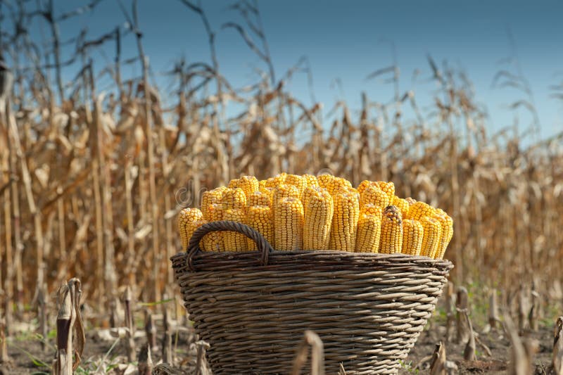 Harvest corn stock image. Image of background, gold, nature - 18746243