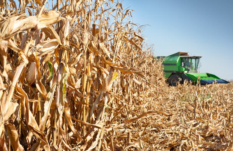 Corn harvest editorial photo. Image of grain, agriculture - 3162936