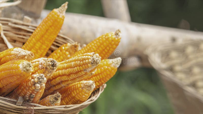 Harvest Corn on Basket from Field in Agriculture Life Stock Photo ...