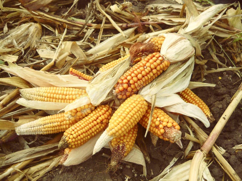 The Harvest of Corn Cobs Substandard Stock Image - Image of forage ...