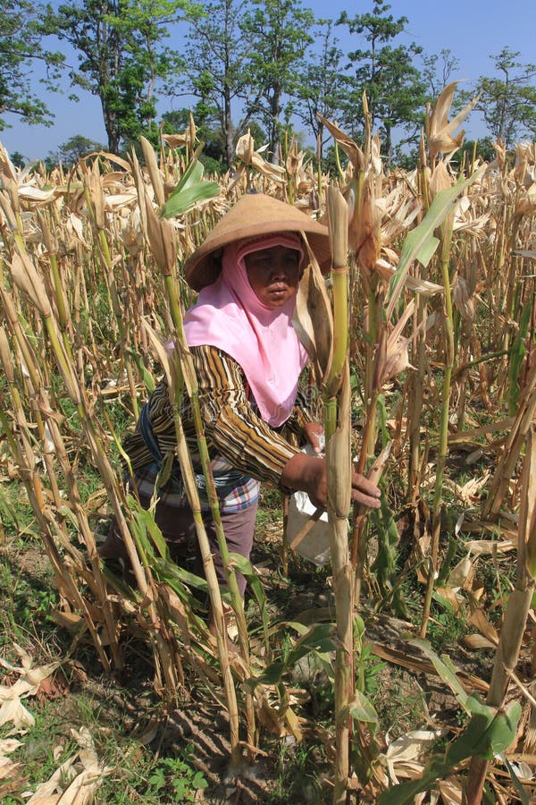 Harvest corn editorial stock photo. Image of central - 43633408