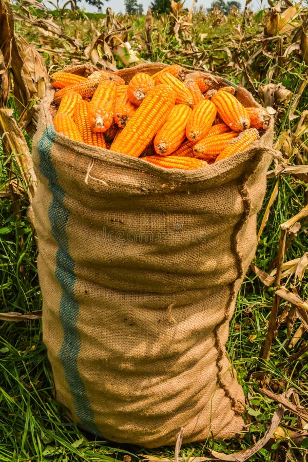 Harvest corn stock image. Image of gold, plant, processed - 34416687
