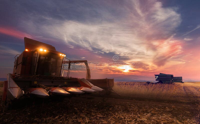 Harvest corn in sunset stock photo. Image of trailer - 218541380