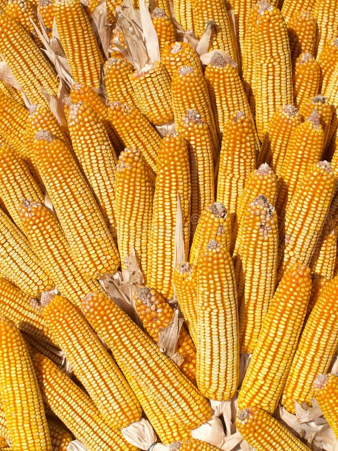 62,903 Corn Texture Stock Photos - Free & Royalty-Free Stock Photos ...