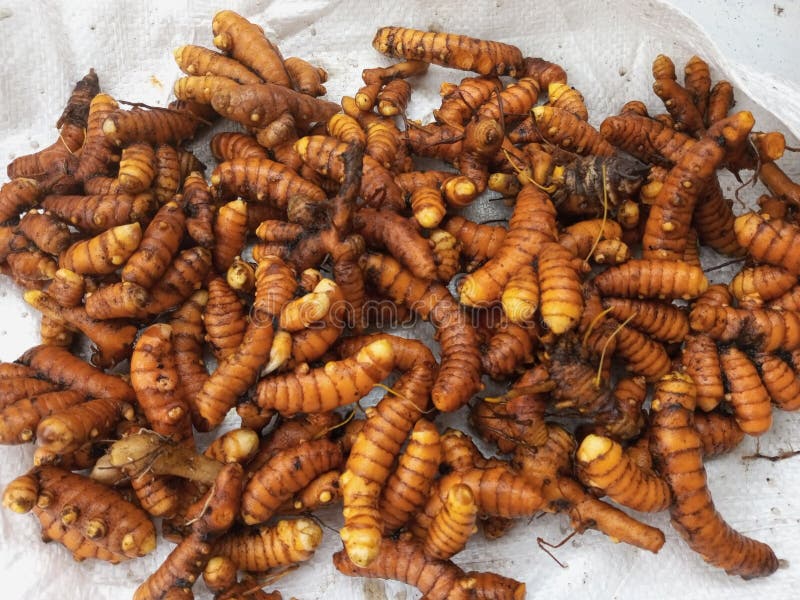 Harvest Curcuma in Garden House Town Stock Image - Image of town ...