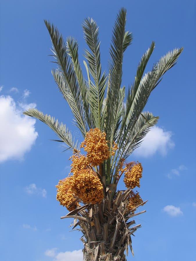 Harvest of dates stock image. Image of tree, cloud, harvest - 11510159