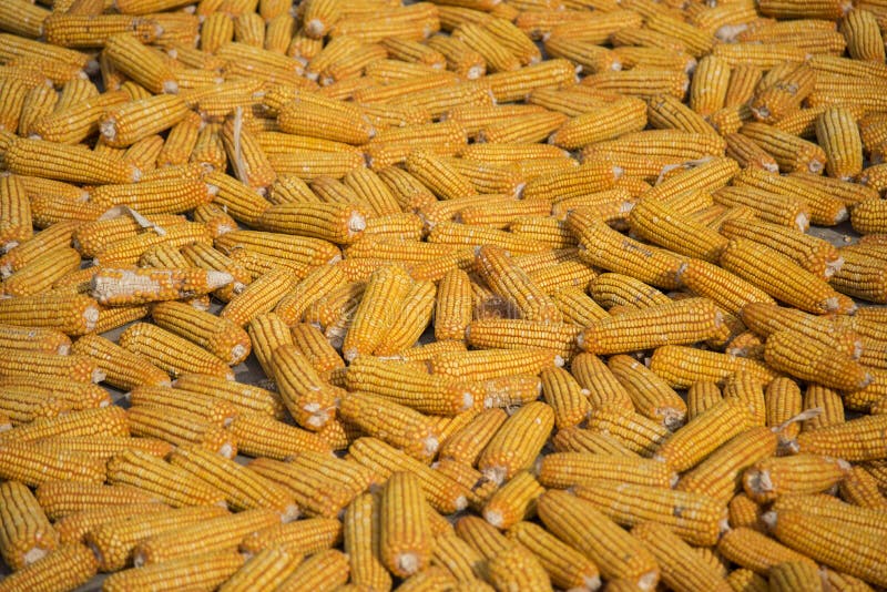 Harvest Dried Corn Cereal for Raw Material Food Stock Image - Image of ...