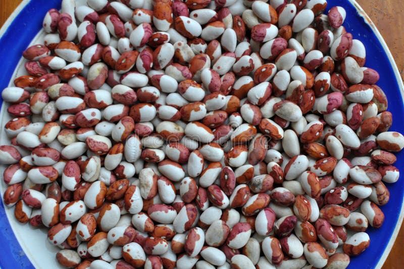 Harvest from dry beans stock image. Image of eating - 300699761