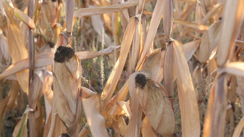Harvest Dry Stalks of Corn on the Field in Late Summer or Autumn Stock ...