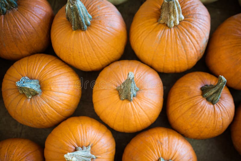 Fall Orange Pumpkins stock photo. Image of patch, fall - 129769486