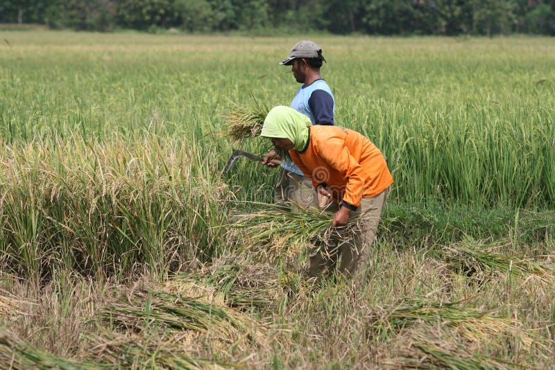 Harvest editorial stock photo. Image of central, people - 31311708