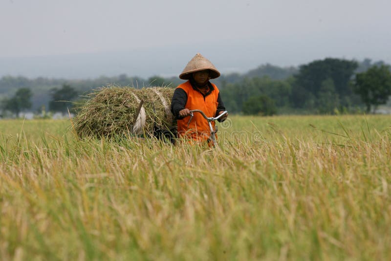 Harvest editorial image. Image of field, steppe, ecoregion - 31311775