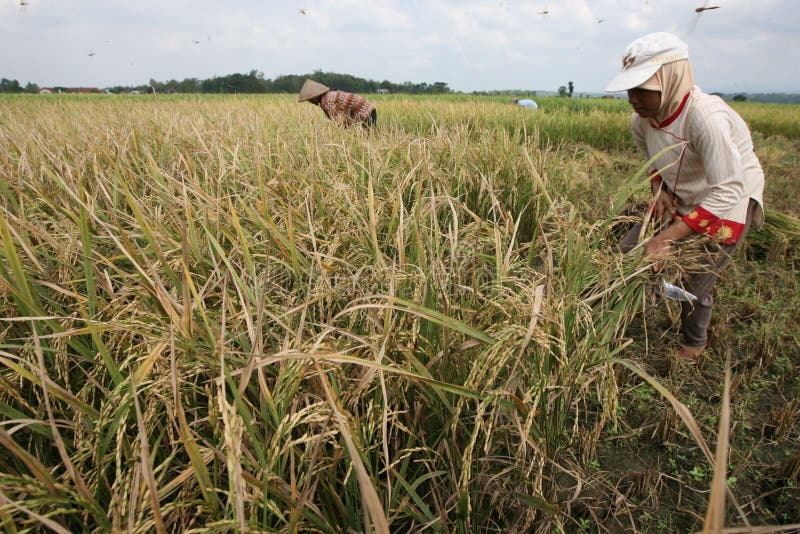 Harvest editorial stock photo. Image of triticale, indonesia - 31311858
