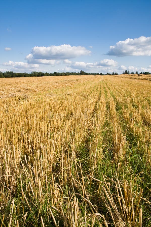 Harvest field stock photo. Image of bright, field, gold - 10960288