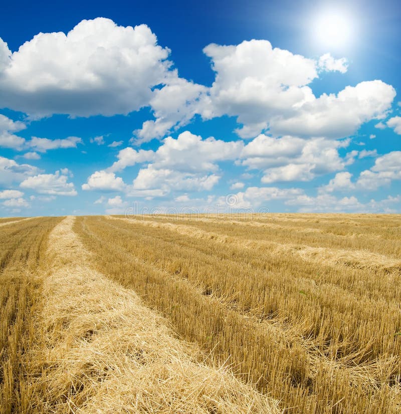 Harvest on the field stock image. Image of crop, spike - 19360075