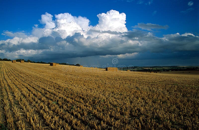 Harvest Field. stock photo. Image of color, golden, lines - 217164