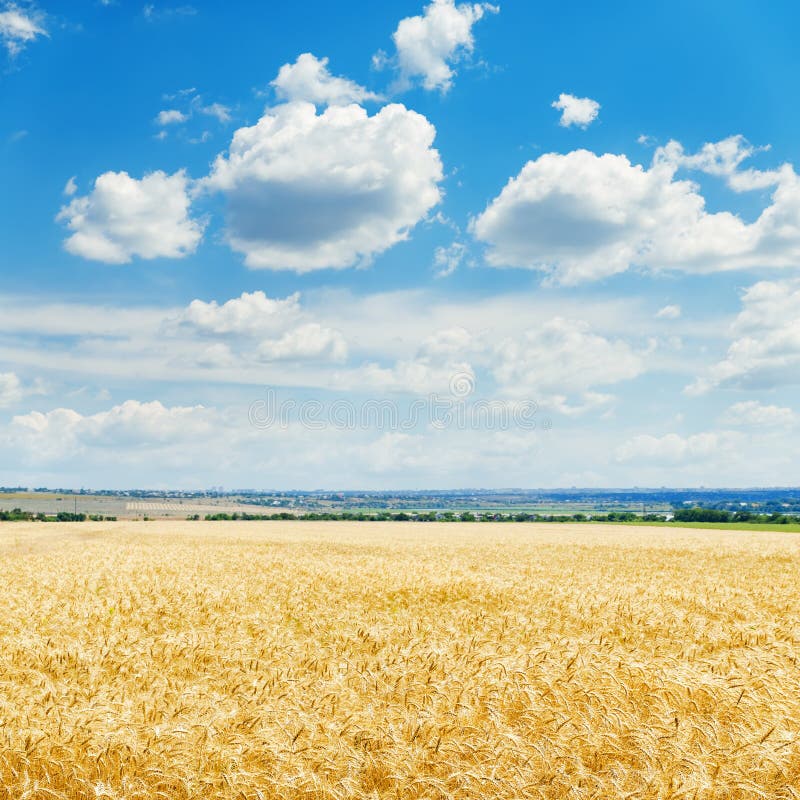 Harvest field and clouds in blue sky - Stock Image - Everypixel