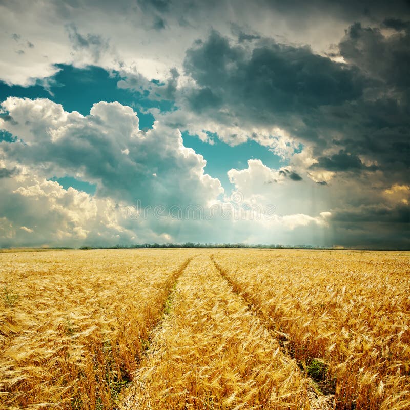 Harvest Field and Low Clouds Stock Image - Image of country, golden ...