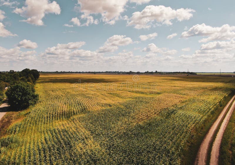 Harvest Field before Sunset. Summer. Aerial View. Stock Image - Image ...