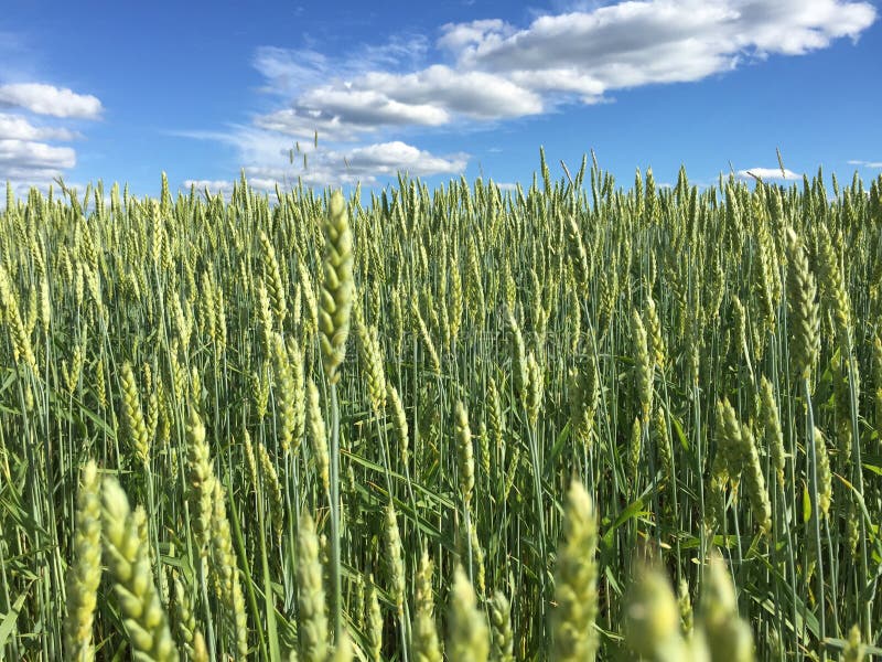 Harvest field. stock photo. Image of fields, uppsala - 78867868