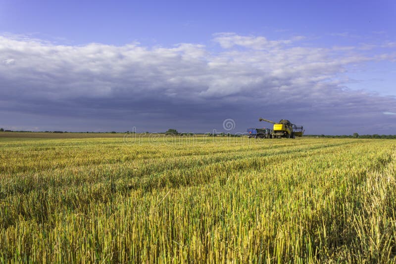 Harvest, Fields and Meadows during Harvest Stock Image - Image of ...