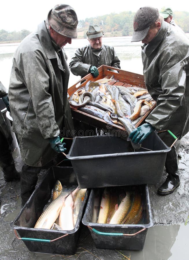 Harvest of fishpond. editorial photo. Image of hard, carp - 27203716