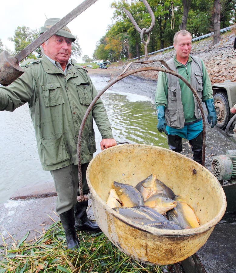 Harvest of fishpond. editorial photo. Image of agriculture - 27204191