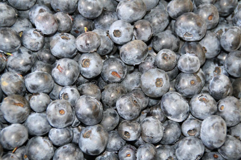 Harvest Of Fresh Acai Berries Stock Image - Image of market, blueberry ...
