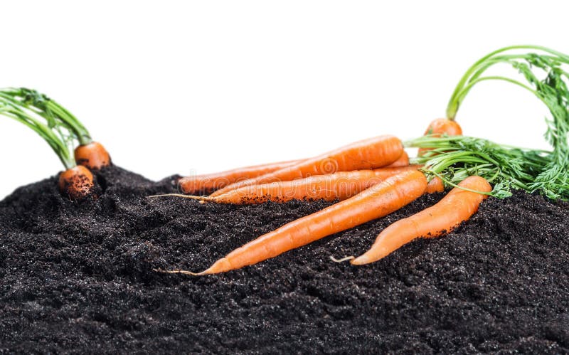 Harvest Fresh Carrots on the Ground Stock Photo - Image of fresh ...