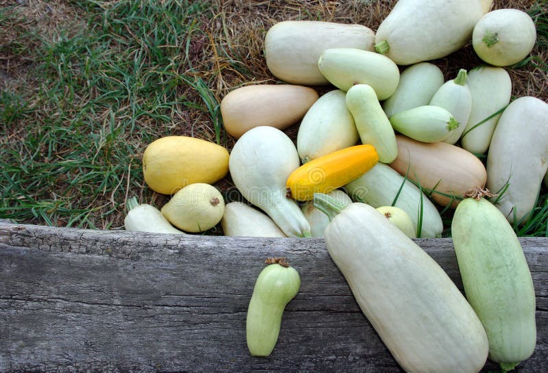Harvest of Fresh Courgettes in the Garden. Top View. Stock Photo ...