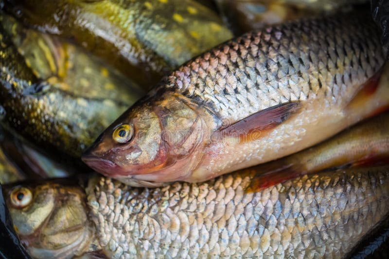 Harvest of Fresh Fish or Take of Fish that is Consists from Rudd and ...