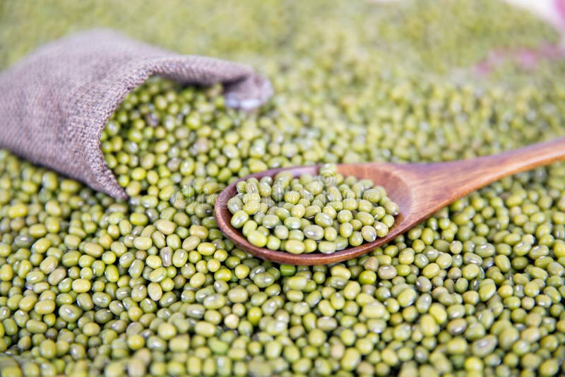Harvest of Fresh Mung Beans Stock Image - Image of overlooking, bags ...