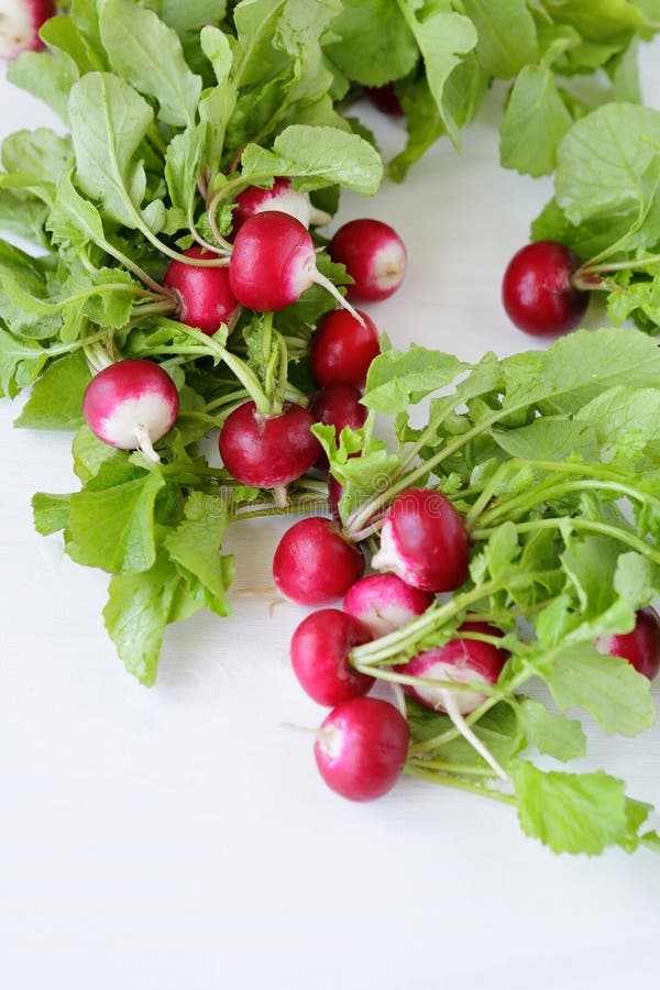 Harvest of Fresh Red Radish Stock Photo - Image of fresh, small: 65986594