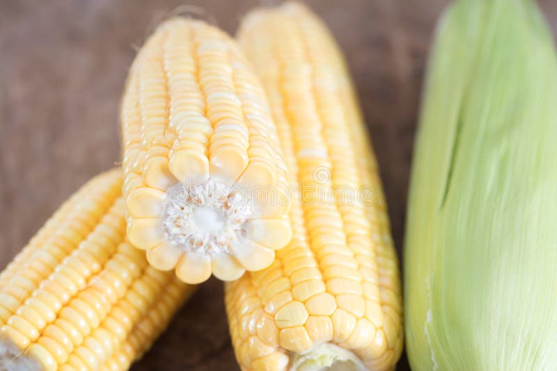 Harvest Fresh Tender Corn on the Cob Stock Image - Image of agriculture ...