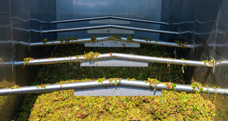 Harvest of Grapes, Modern Wine Press for Grapes, Wine Making in Lazio ...