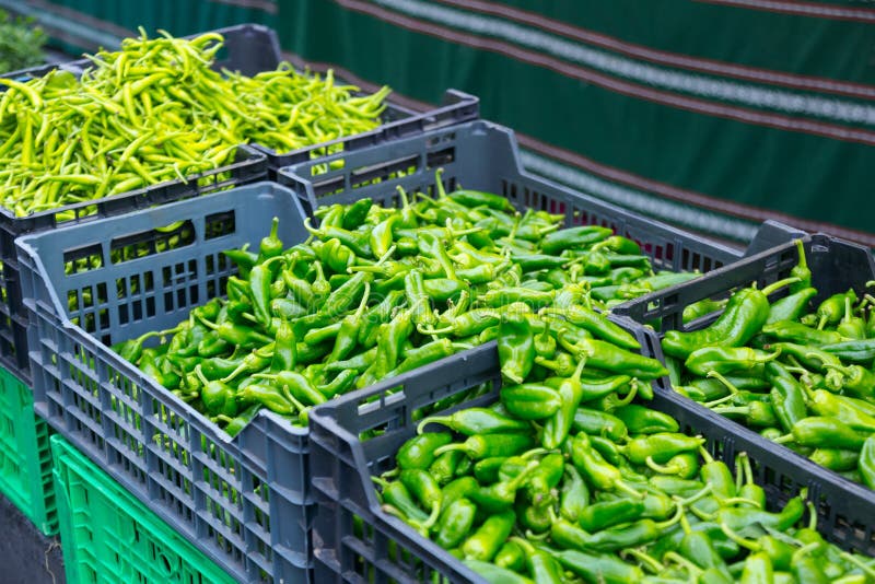 Harvest of green peppers stock image. Image of farmer - 48727805