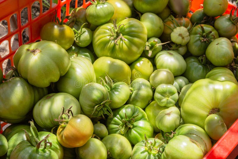The Harvest of Green Tomatoes is in the Box. Picking Tomatoes in Summer ...
