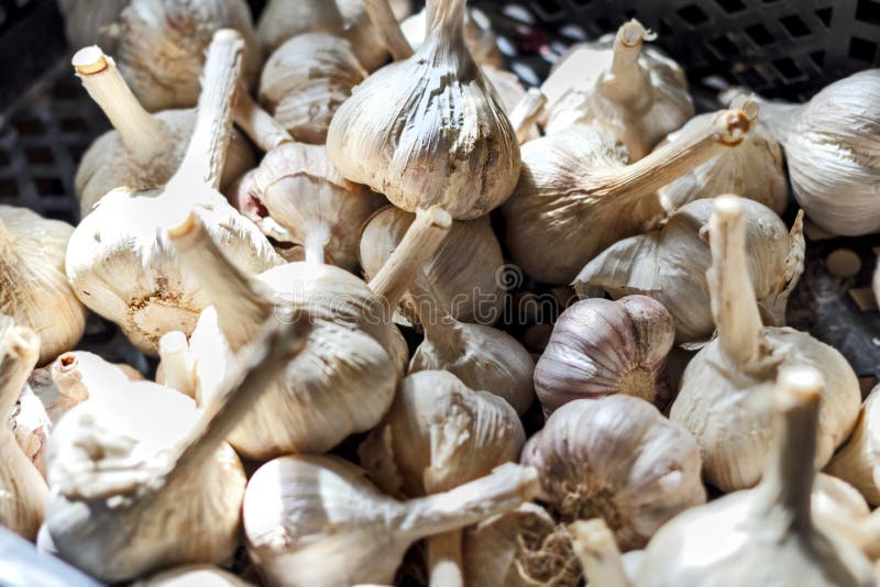 Harvest Grey White Heads of Garlic Stock Image - Image of market ...
