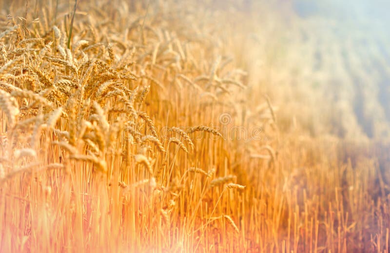 Harvest has begun stock photo. Image of beautiful, farm - 39802854
