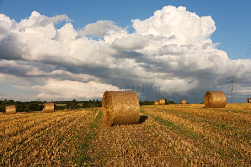 Harvest landscape stock image. Image of scenic, harvesting - 43608847