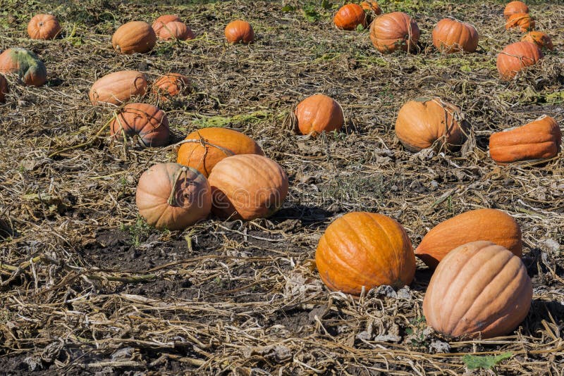 The Harvest of Large and Small Pumpkins in the Fall on Earth for ...