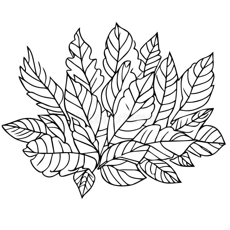 Greenleaf Line Stock Illustrations 28 Greenleaf Line Stock