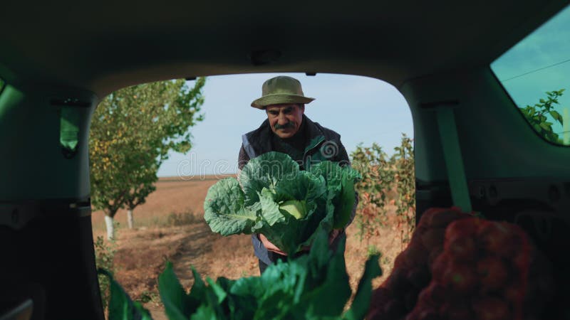 Harvest Logistics Old Farmer at Work, Loading Vehicle with Fresh ...