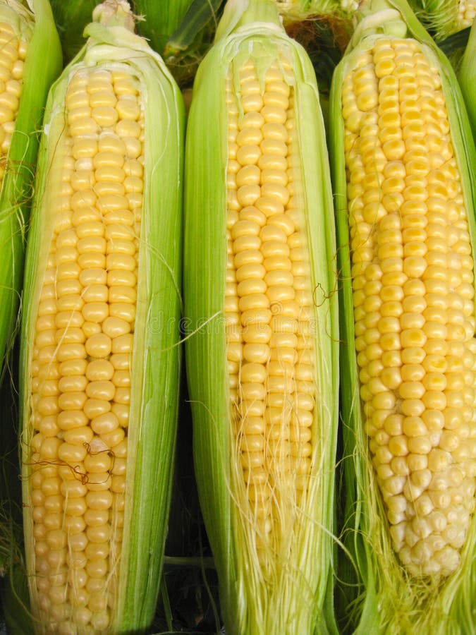 Harvest of a maize stock photo. Image of plants, market - 26808284
