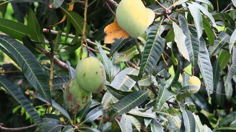 Picking mangoes of a tree stock video. Video of plantation - 297009947
