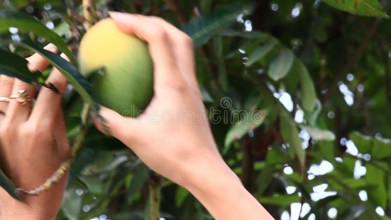 Picking mangoes of a tree stock video. Video of plantation - 297009947