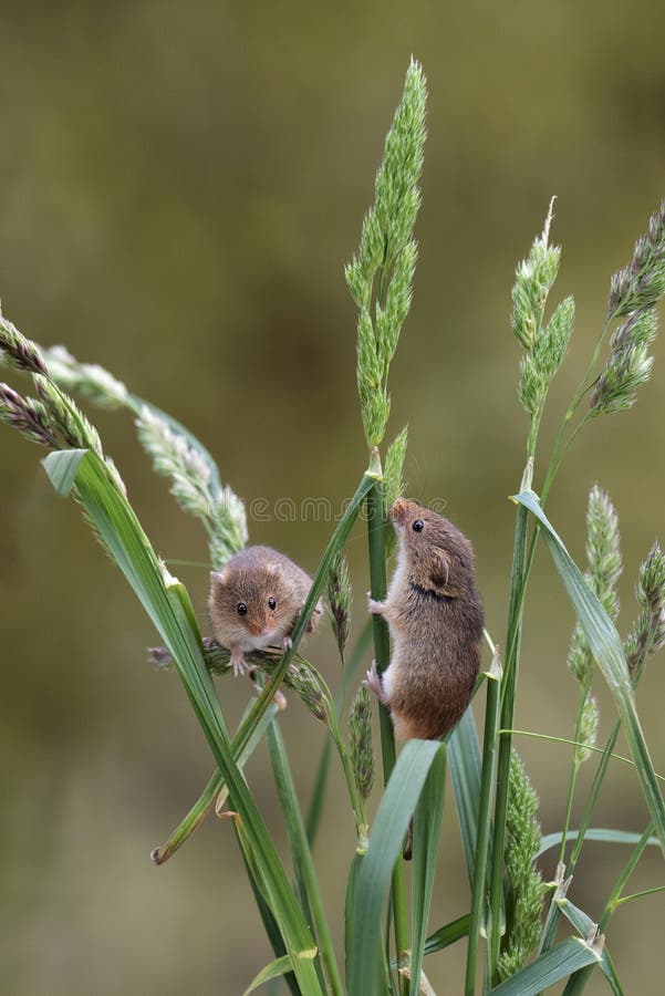Harvest mice on grass stock image. Image of mice, outdoor - 184363061