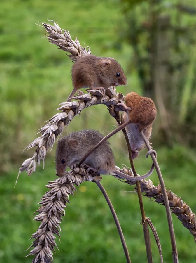 Group Of Mice Around A Piece Of Cheese Stock Photo - Image of gourmand ...