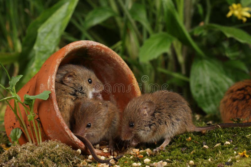 Harvest Mice in Natural Habitat Stock Image - Image of people, nature ...