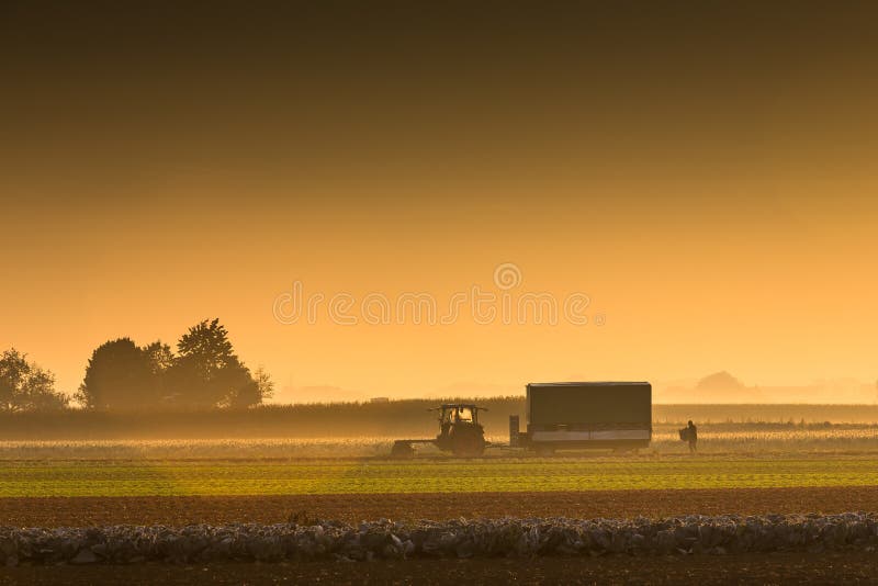 Harvest at morning stock image. Image of cultivation - 80483703